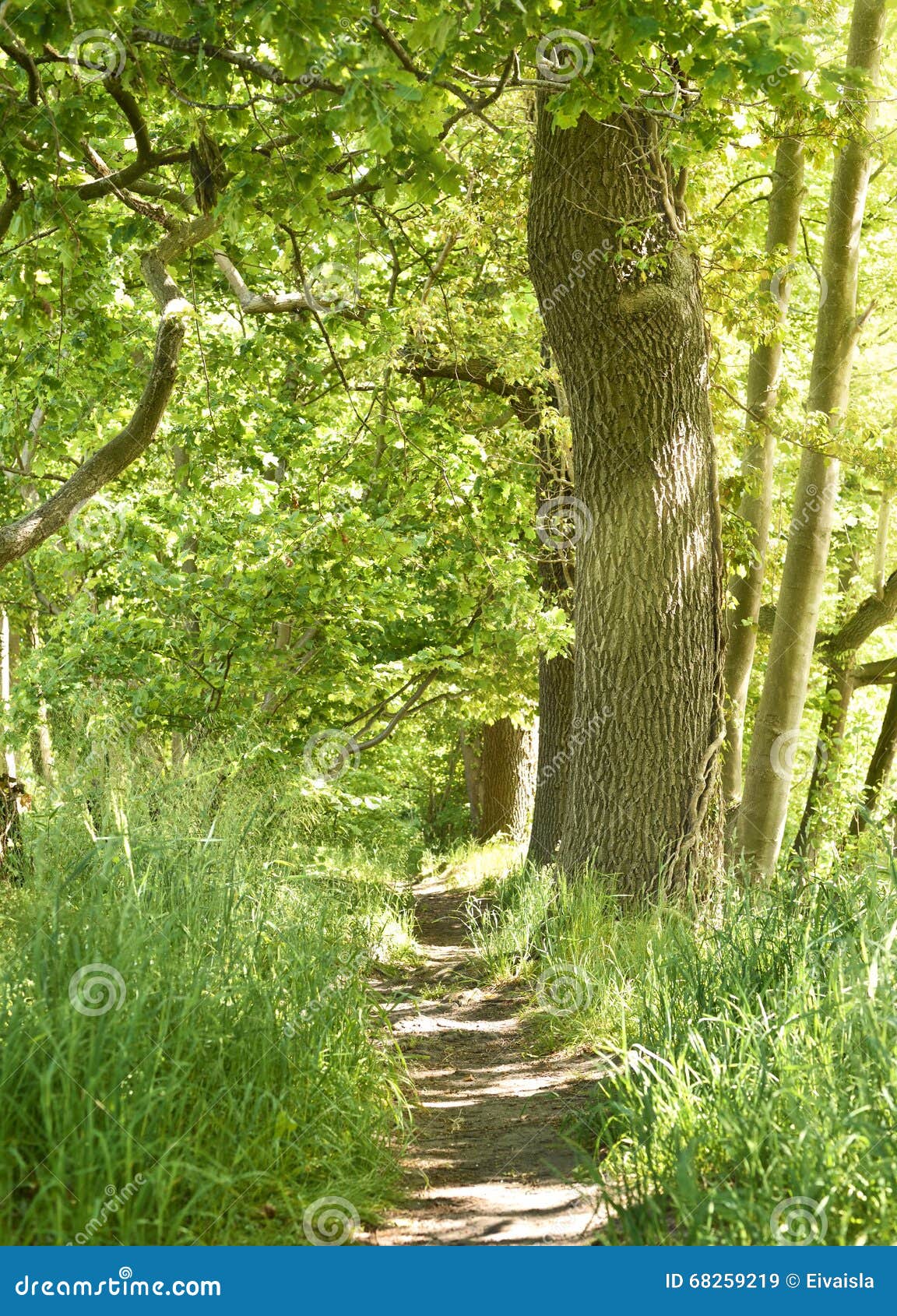 Idyllic Forest Path with Natural Steps Stock Image - Image of beech ...