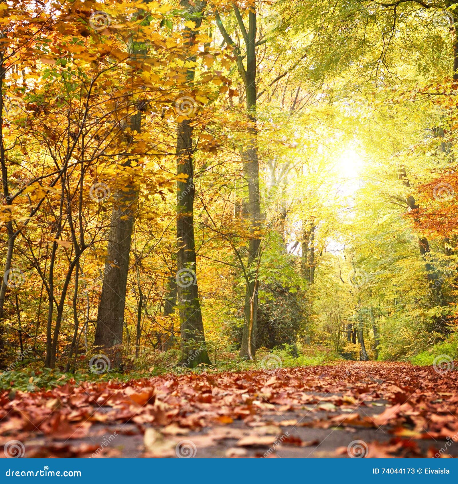 Idyllic forest path stock image. Image of colored, lane - 74044173