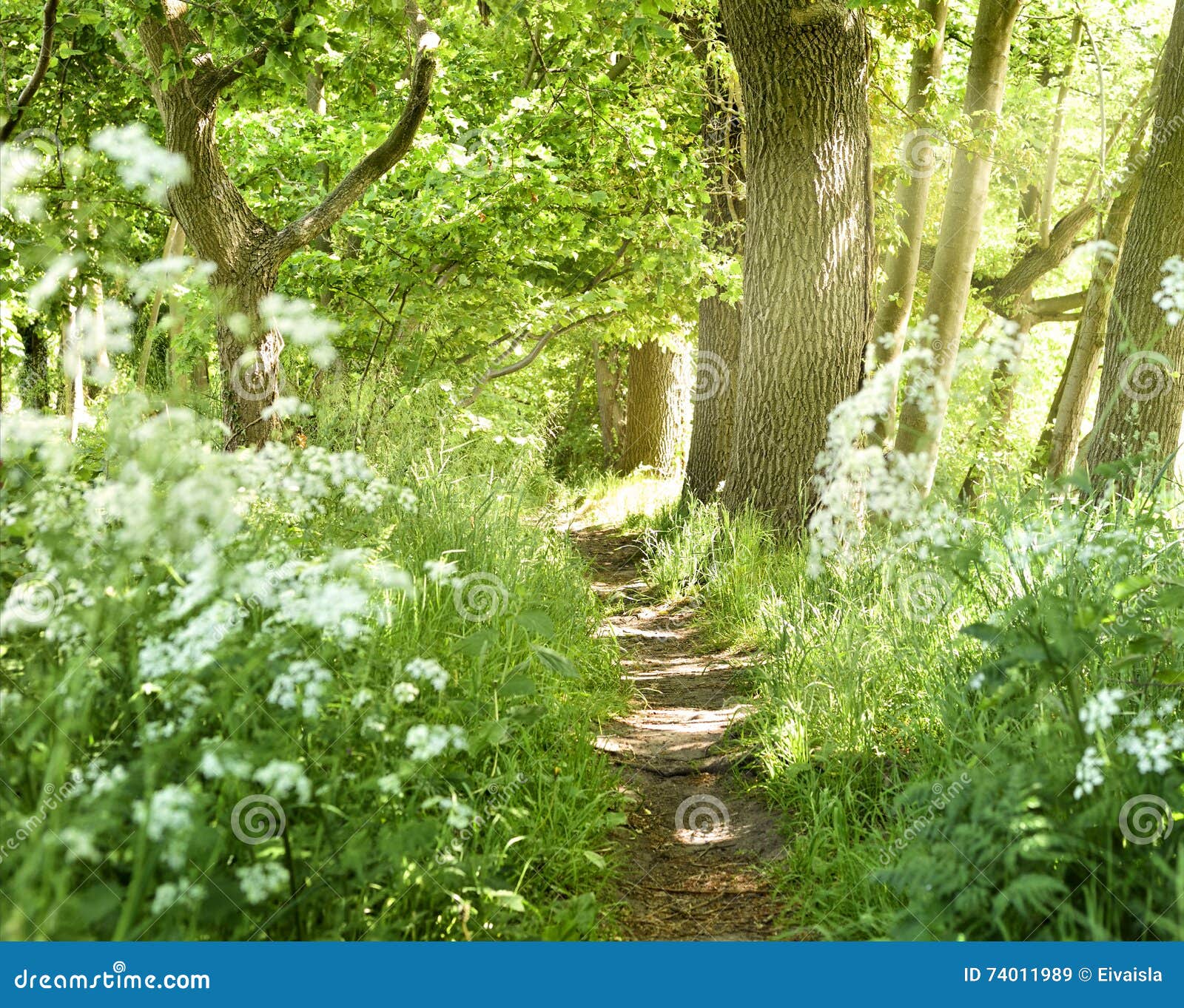 Idyllic Forest Path with White Flowers Stock Image - Image of bush ...