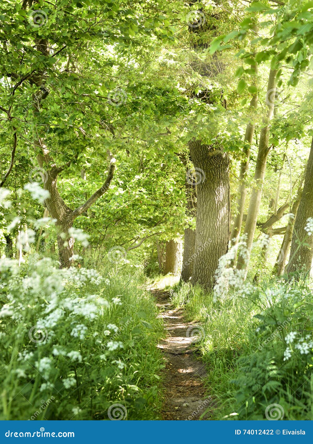 Idyllic Forest Path with White Flowers Stock Photo - Image of ...