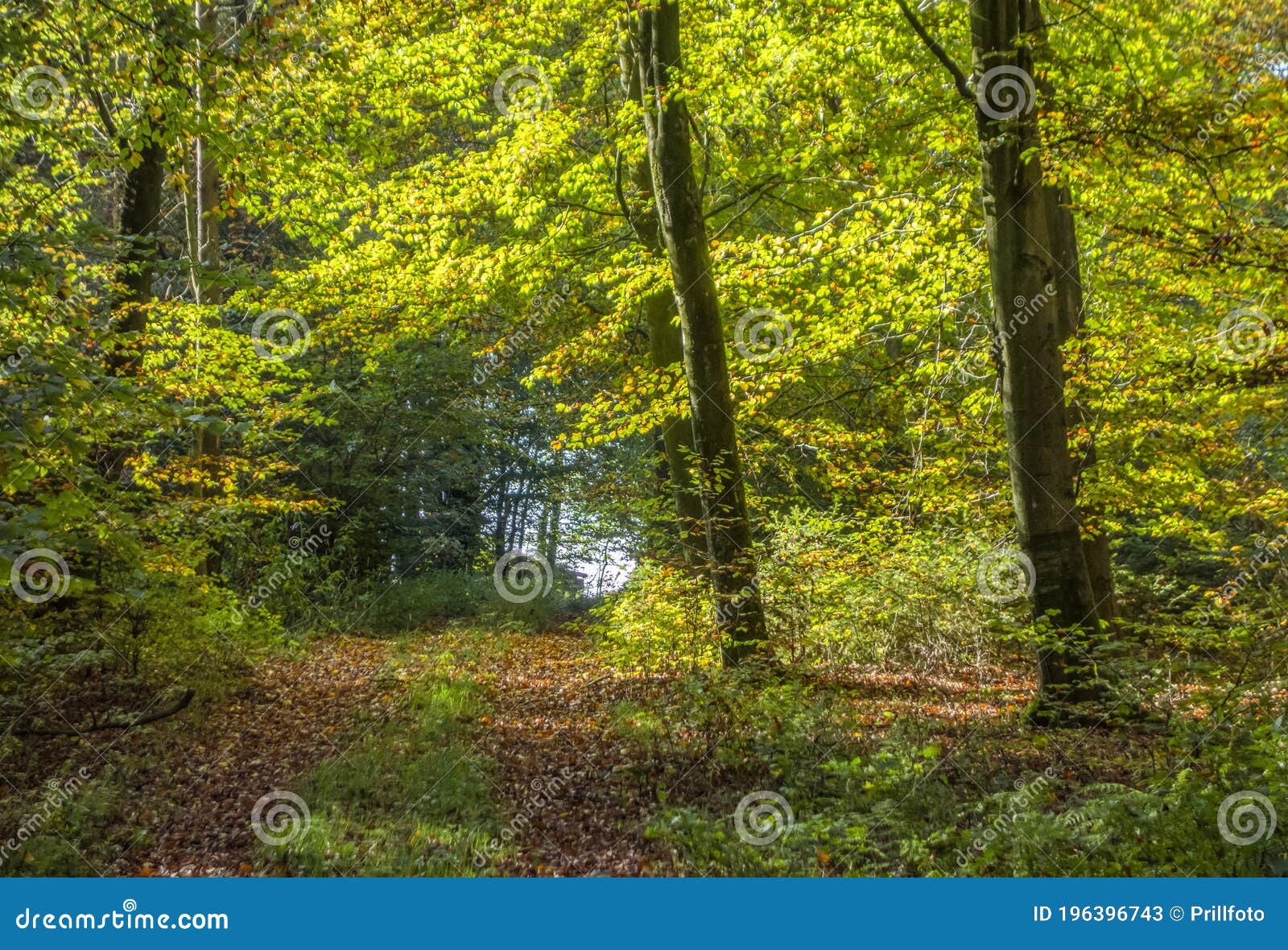 Idyllic Forest Scenery at Autumn Time Stock Image - Image of bush ...