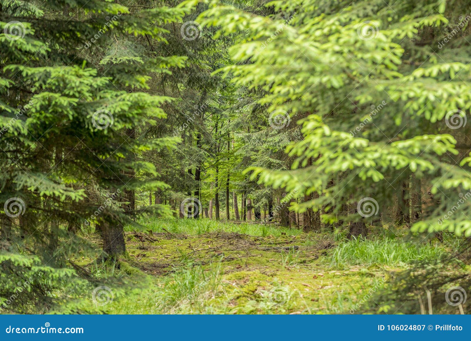 Idyllic forest scenery stock image. Image of flourish - 106024807