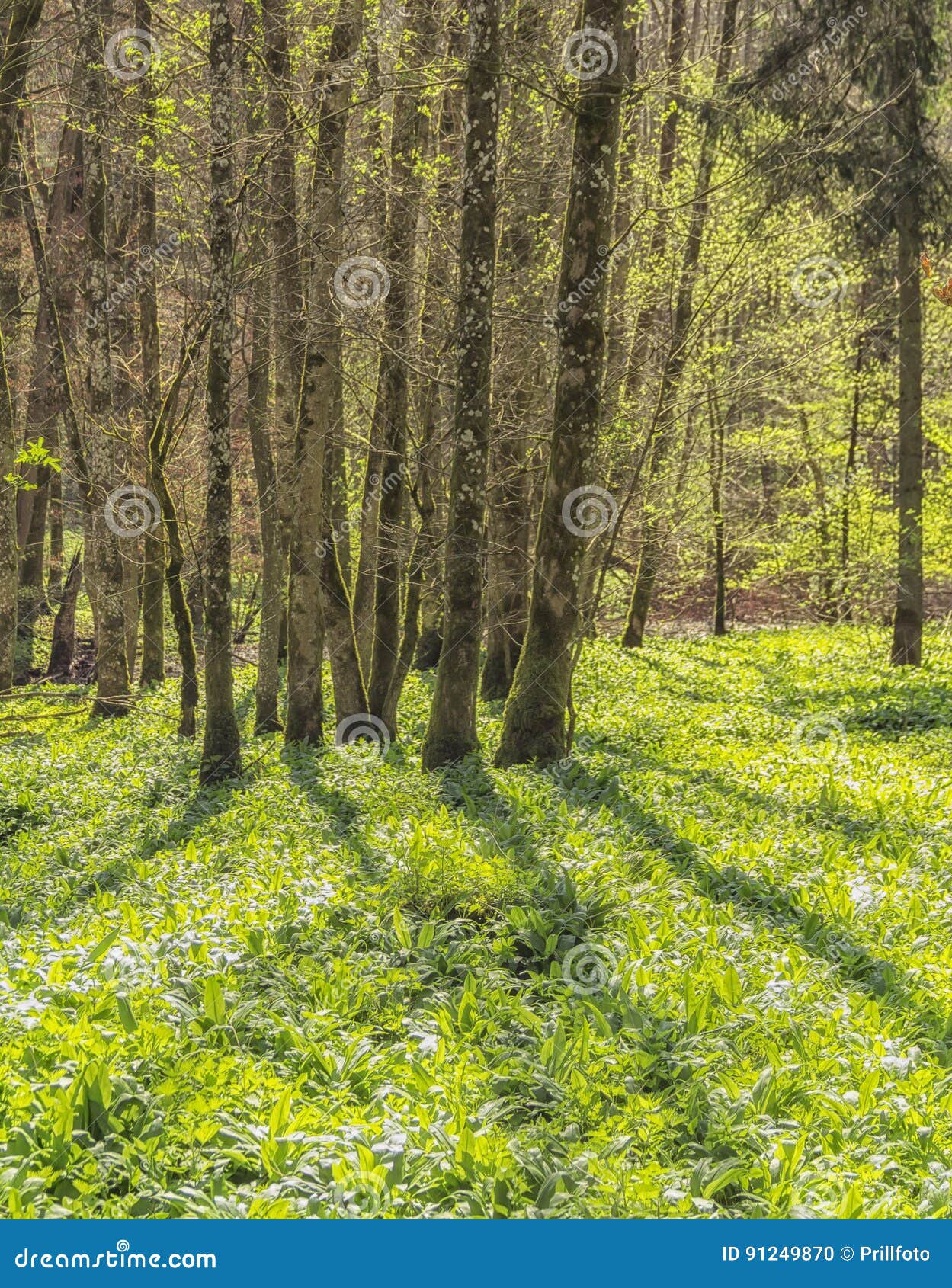 Idyllic forest scenery stock photo. Image of green, nature - 91249870