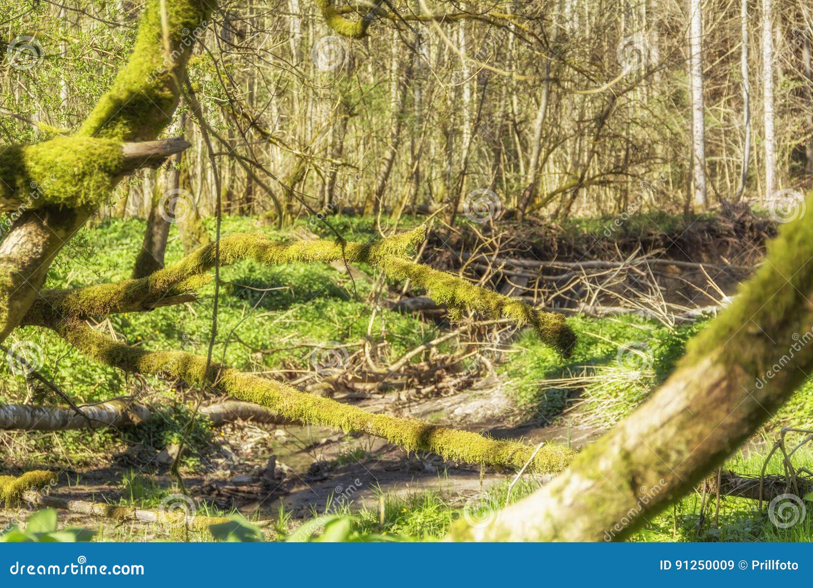 Idyllic forest scenery stock image. Image of landscape - 91250009