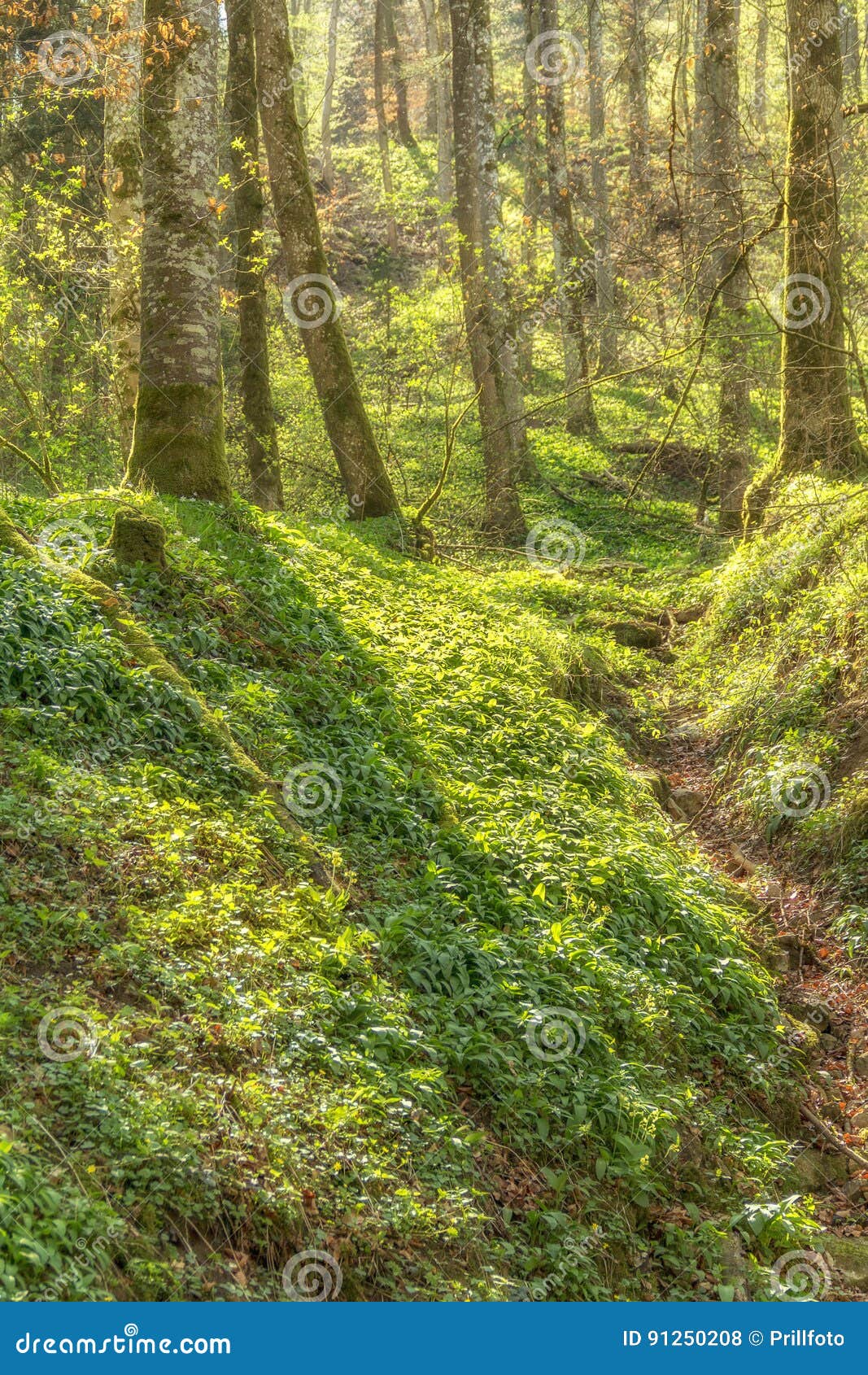 Idyllic forest scenery stock photo. Image of plant, outdoor - 91250208