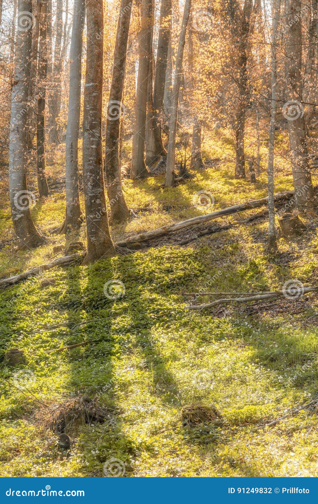 Idyllic forest scenery stock photo. Image of illuminated - 91249832