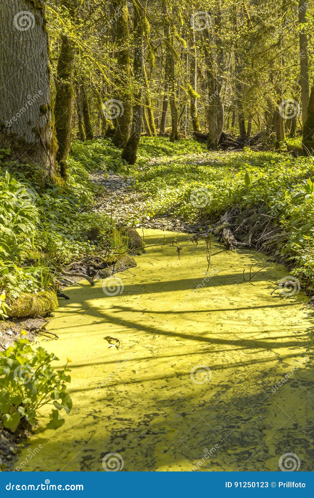 Idyllic Forest Scenery with Tarn Stock Image - Image of flora, natural ...