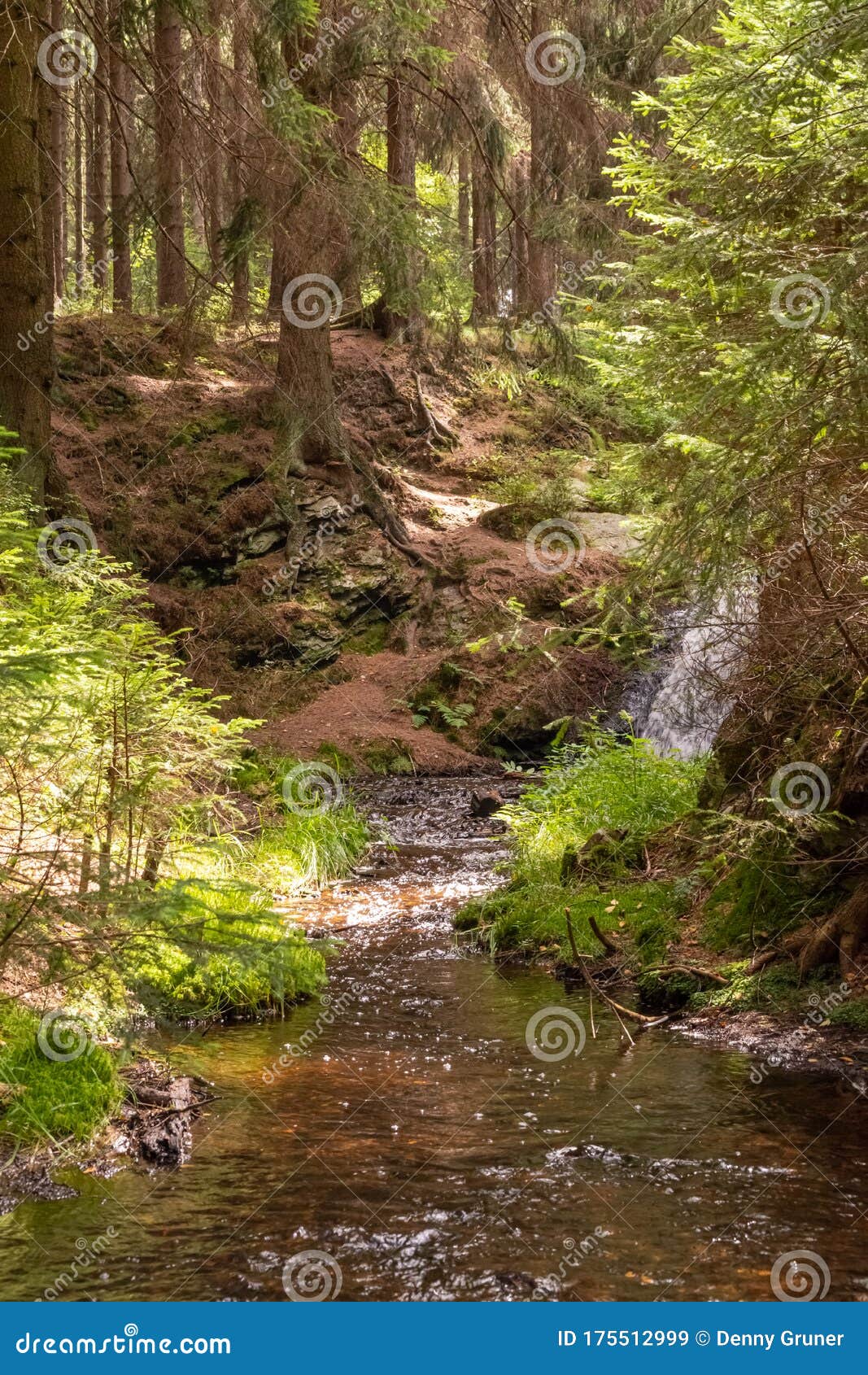 Idyllic Forest in the Summer Stock Image - Image of natural, water ...