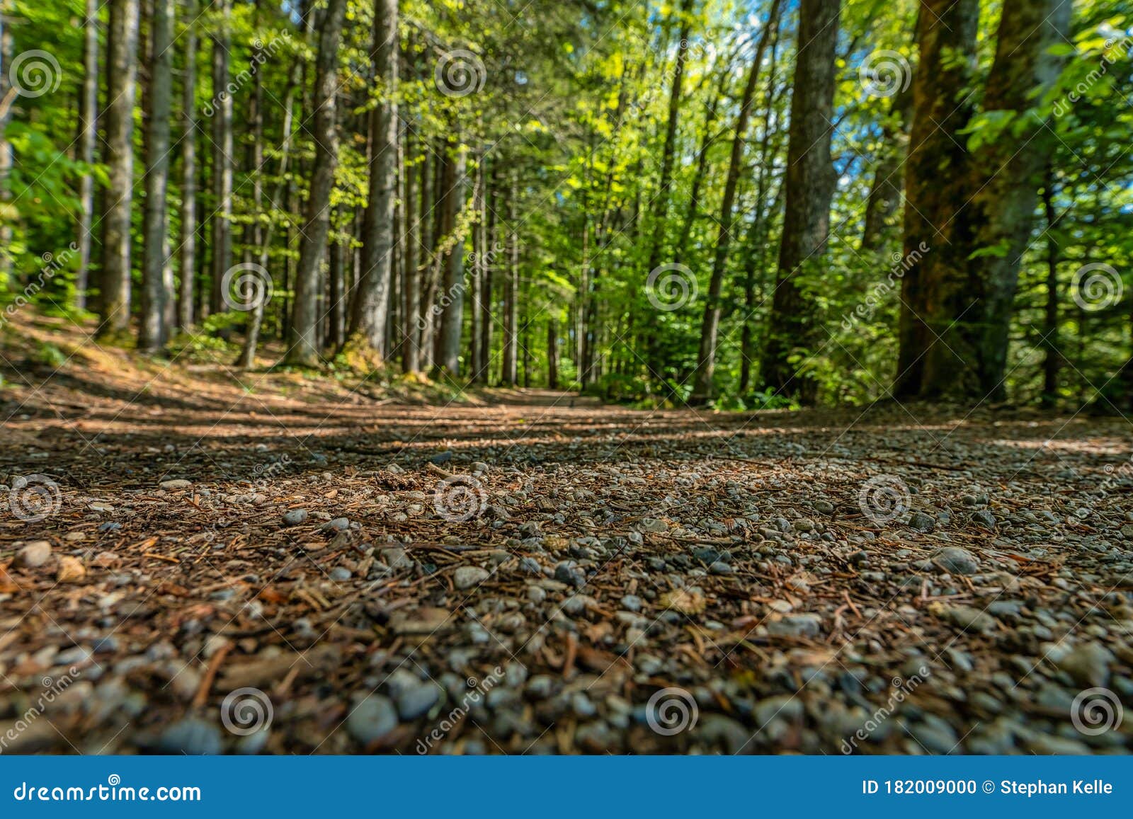Idyllic Forest View from Low Perspective with Blurred Background at a ...