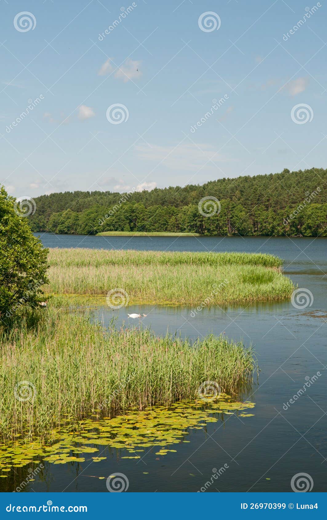 Idyllic lake stock image. Image of vertical, copse, nature - 26970399