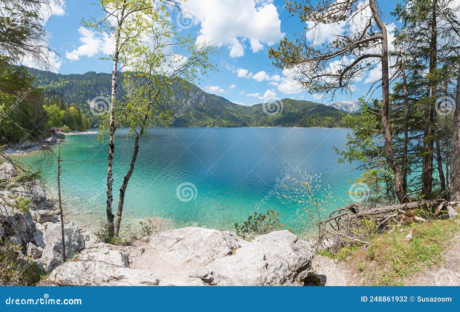 Budding Birch Tree In Sunshine Stock Image | CartoonDealer.com #112494109