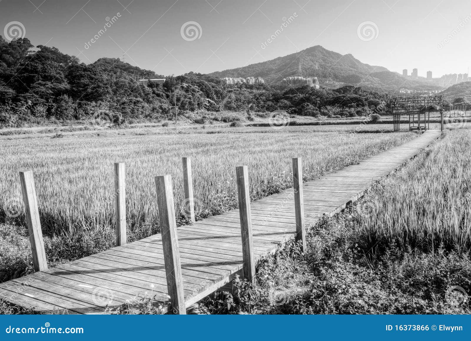Idyllic landscape stock photo. Image of growth, countryside - 16373866