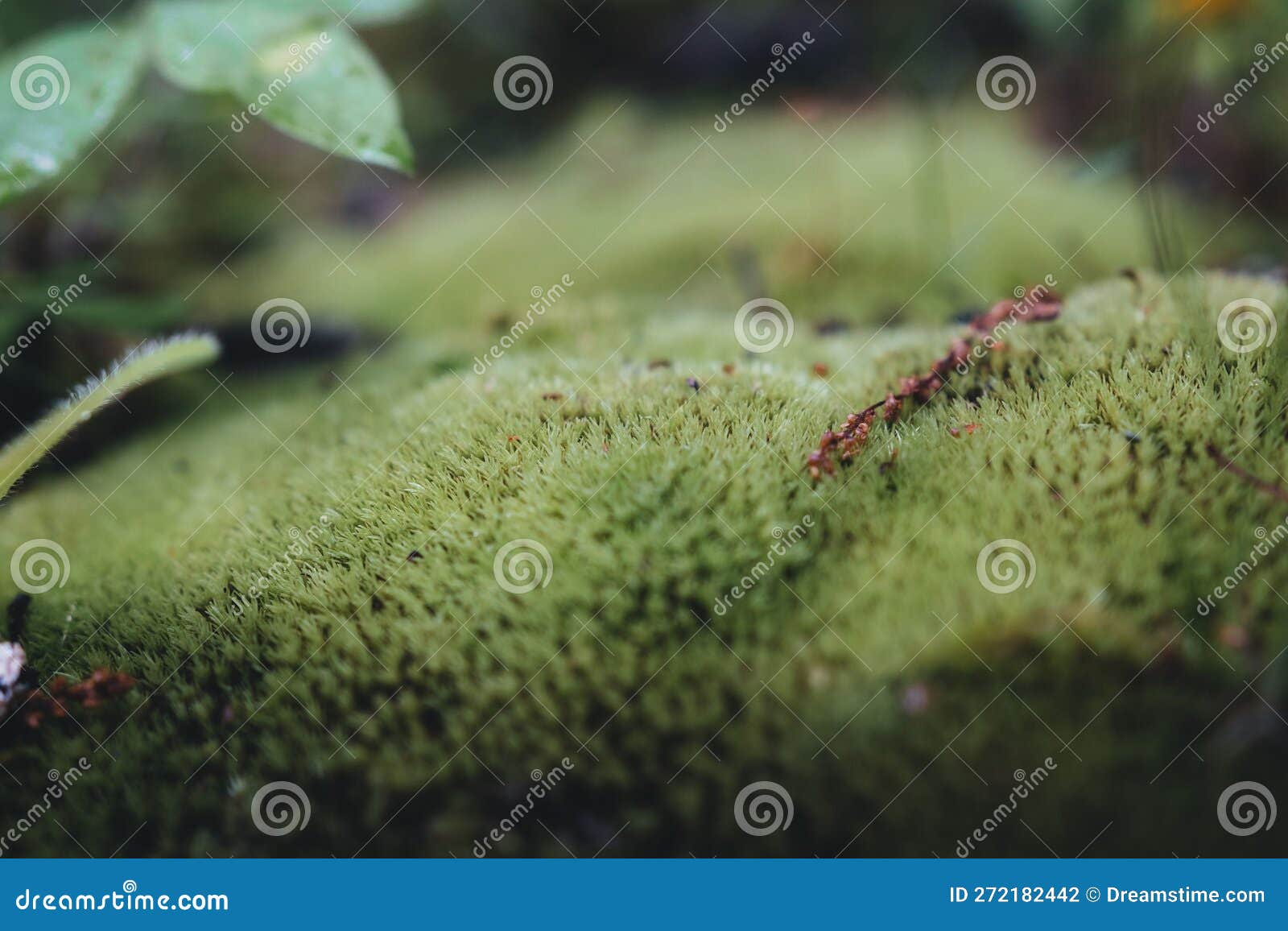 Idyllic Landscape Featuring Lush Moss-covered Tree Trunk Stock Photo ...