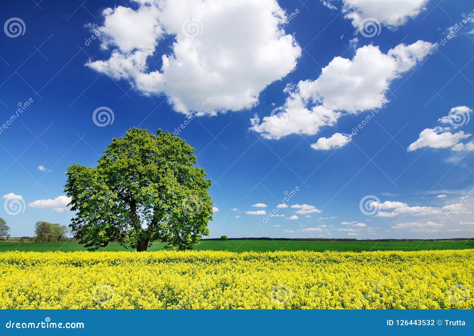 Idyllic Landscape, Lonely Chestnut Tree among Fields Stock Photo ...