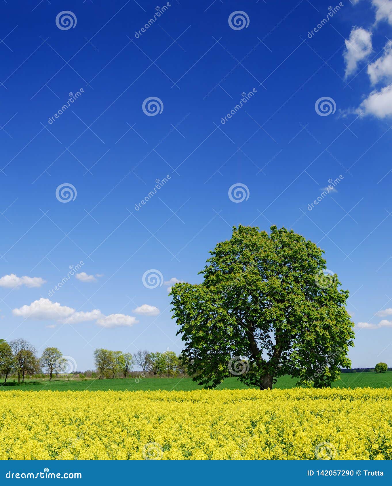 Idyllic Landscape, Lonely Chestnut Tree among Fields Stock Photo ...
