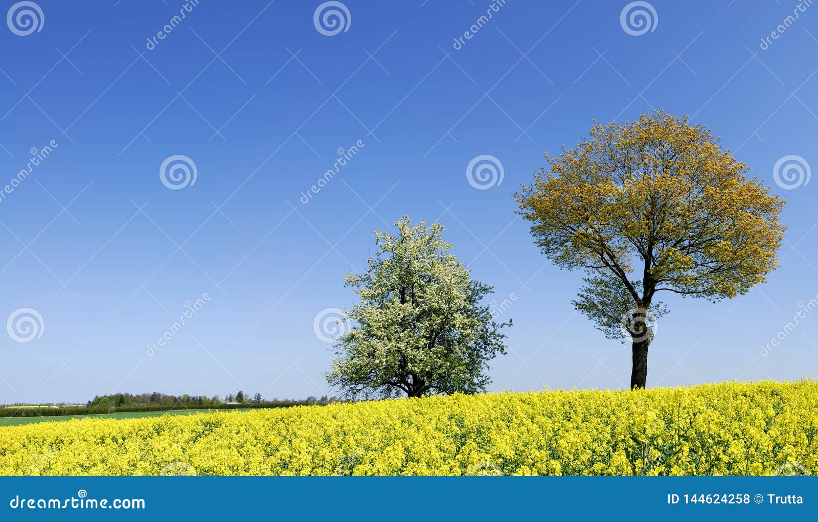 Idyllic Landscape, Lonely Trees among Fields Stock Photo - Image of ...