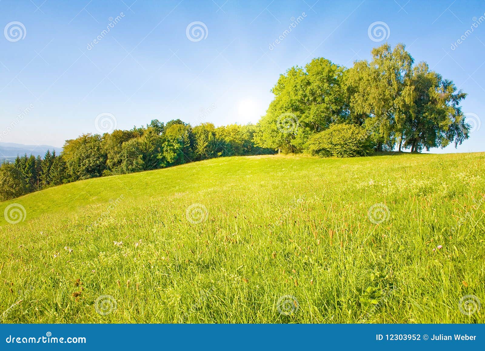 Idyllic meadow with tree stock photo. Image of alone - 12303952