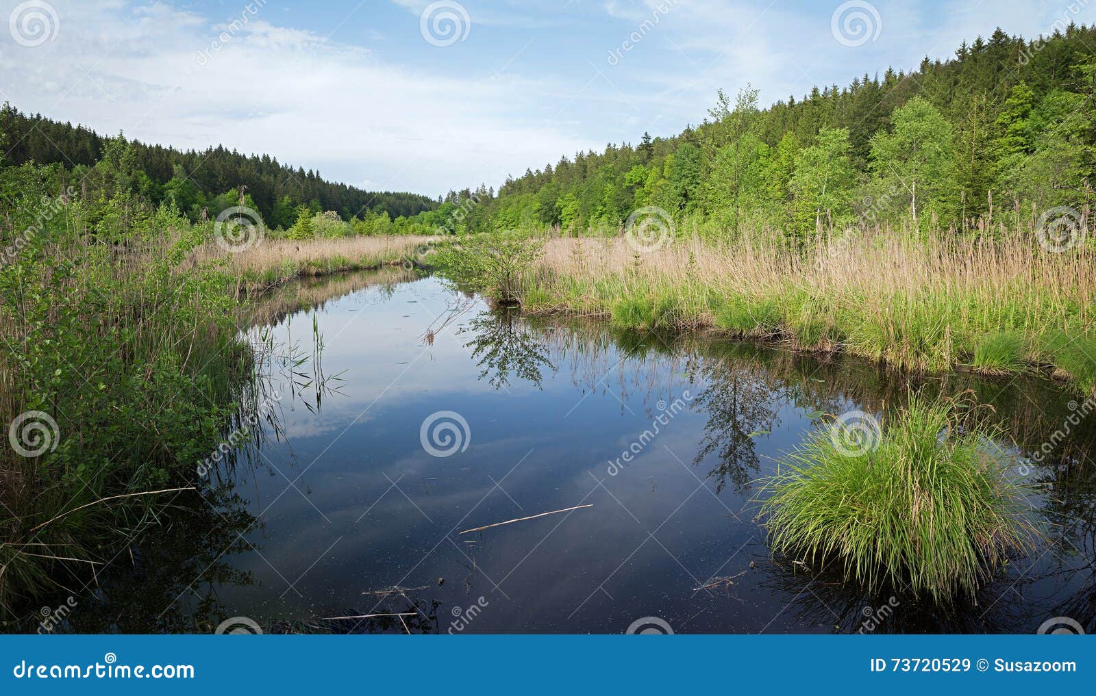 Idyllic Nature Reserve with Moor Lake Stock Image - Image of wildlife ...