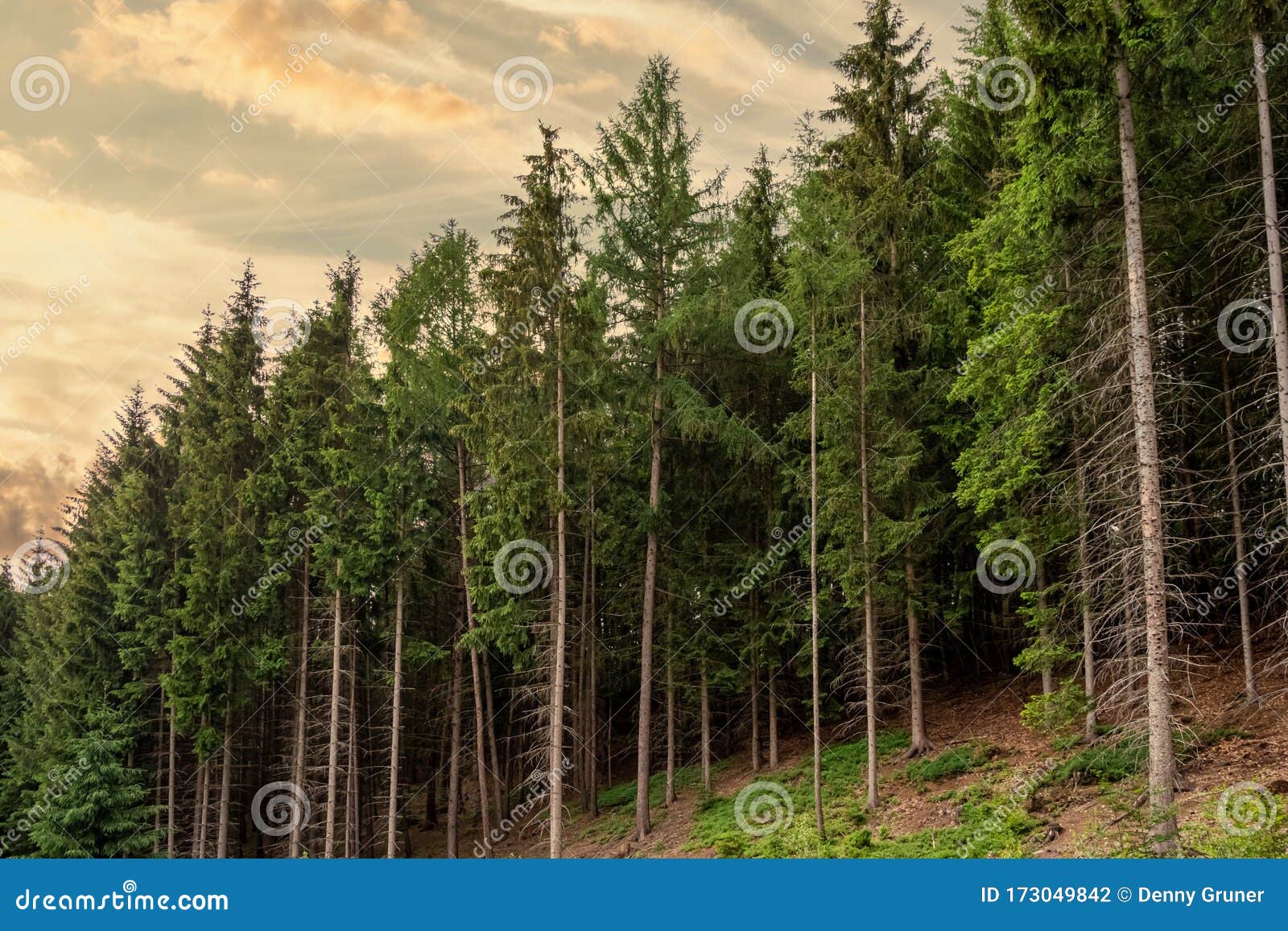 An Idyllic Needle Forest in the Sunset Stock Photo - Image of dramatic ...