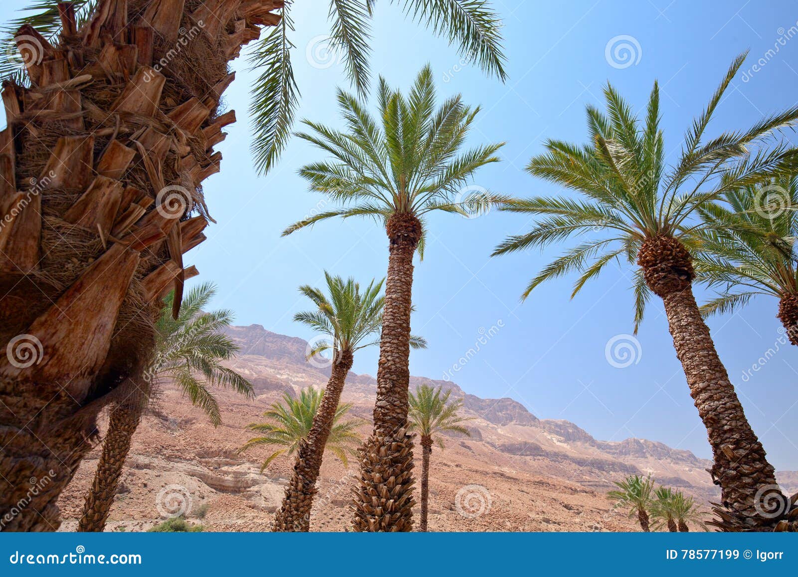 Idyllic oasis in desert stock image. Image of horizon - 78577199