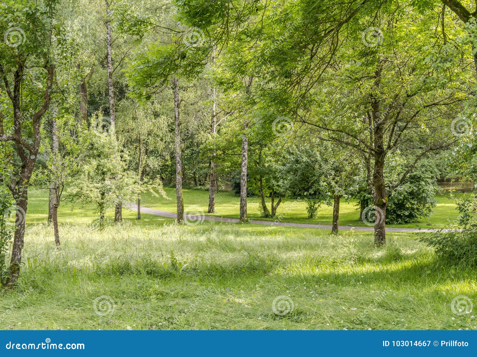 Idyllic park scenery stock image. Image of fresh, flourish - 103014667
