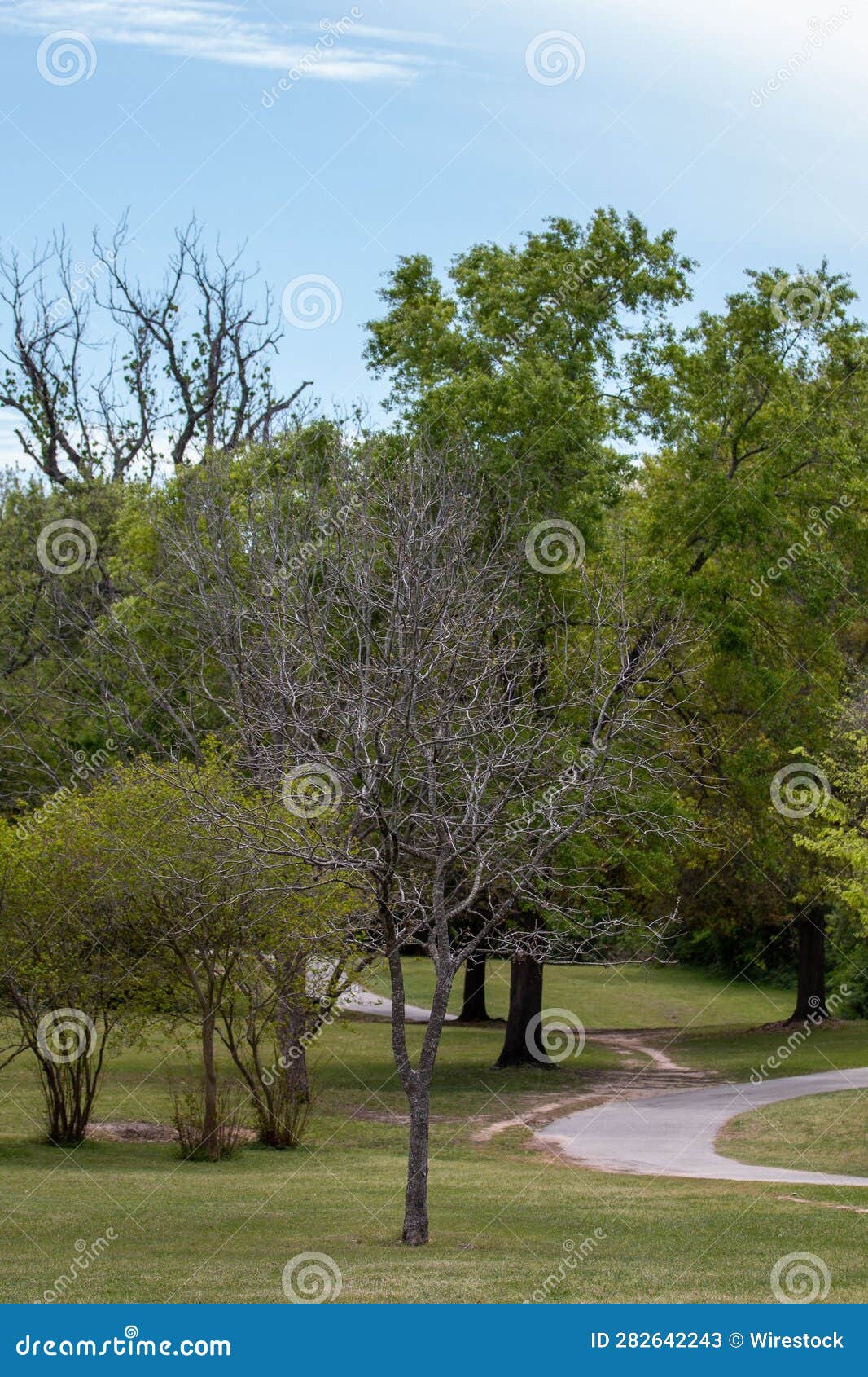 Idyllic Park Setting Featuring a Tranquil Pathway Lined with Lush Trees ...