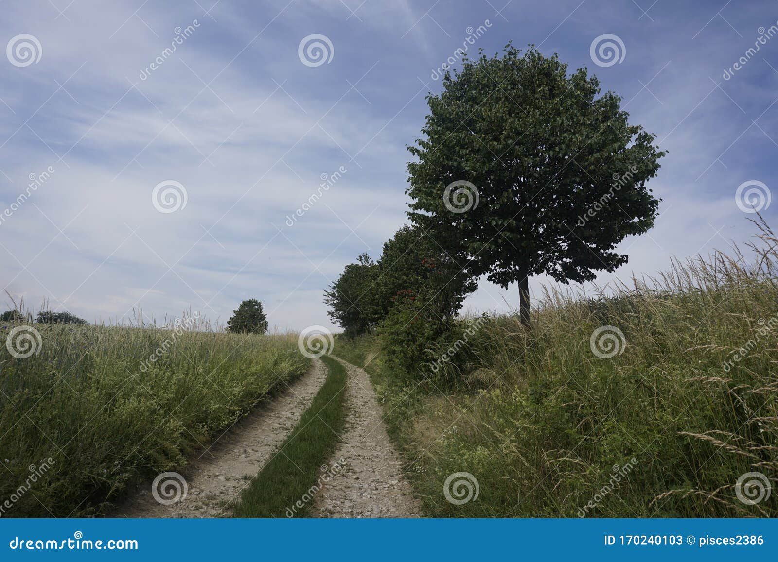 Idyllic Path Trough Fields with Trees on Wayside and Blue Sky Stock ...