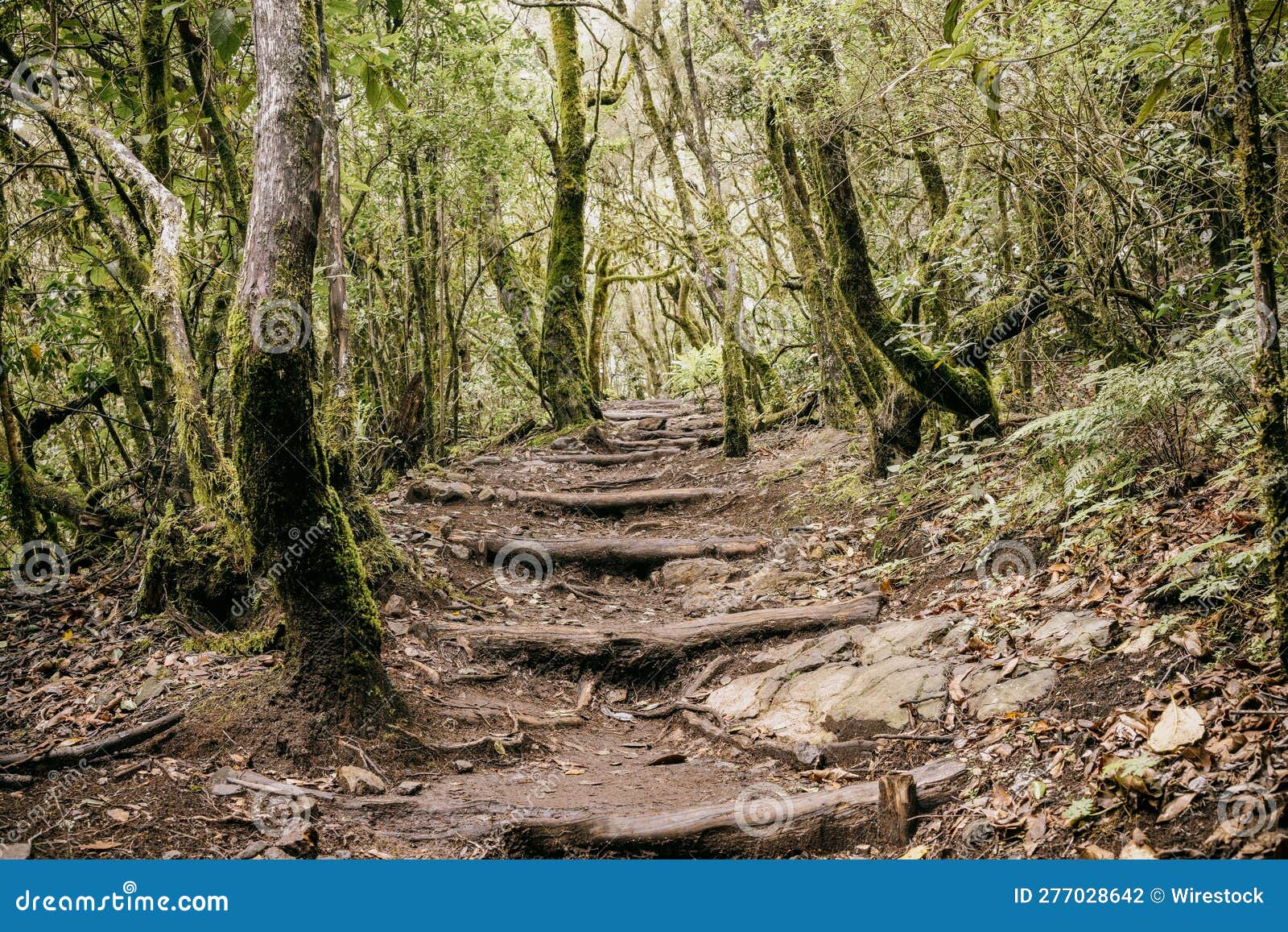 Idyllic Pathway Lined with Lush Trees and Vibrant Green Moss in a ...