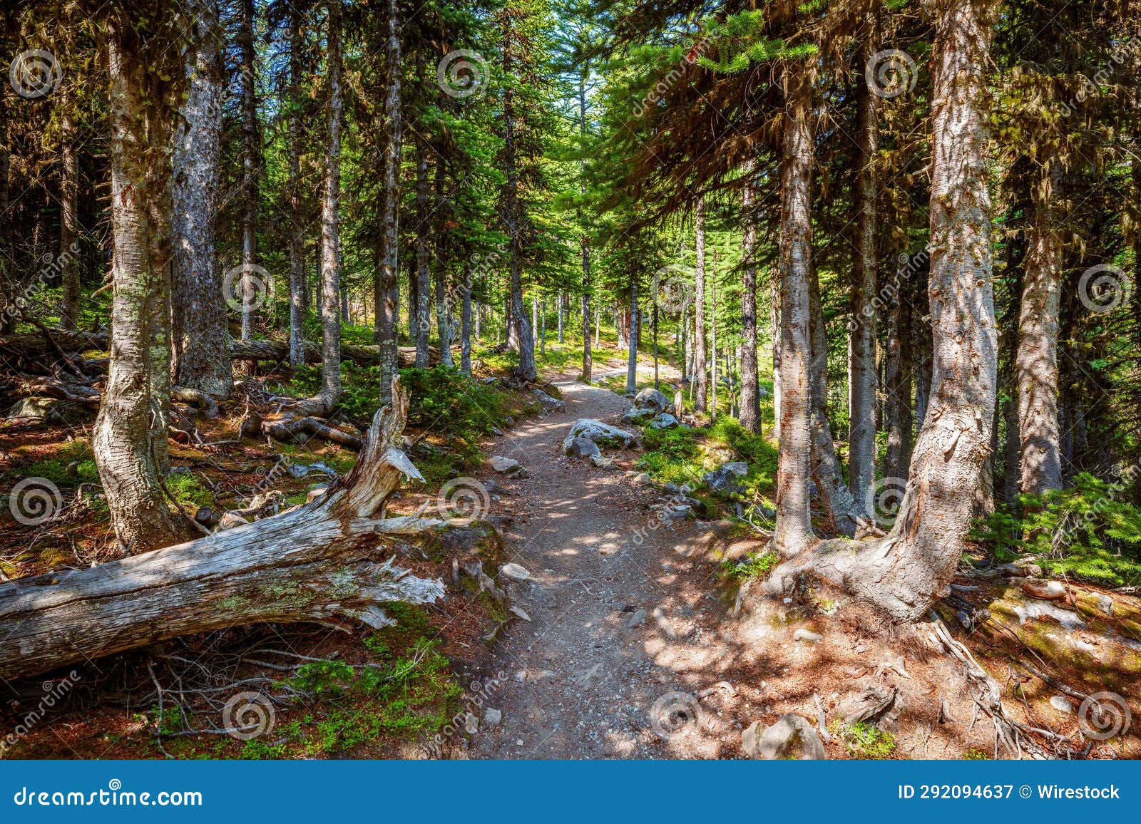 A Path Splits between a Lot of Trees in the Middle of the Woods Stock ...
