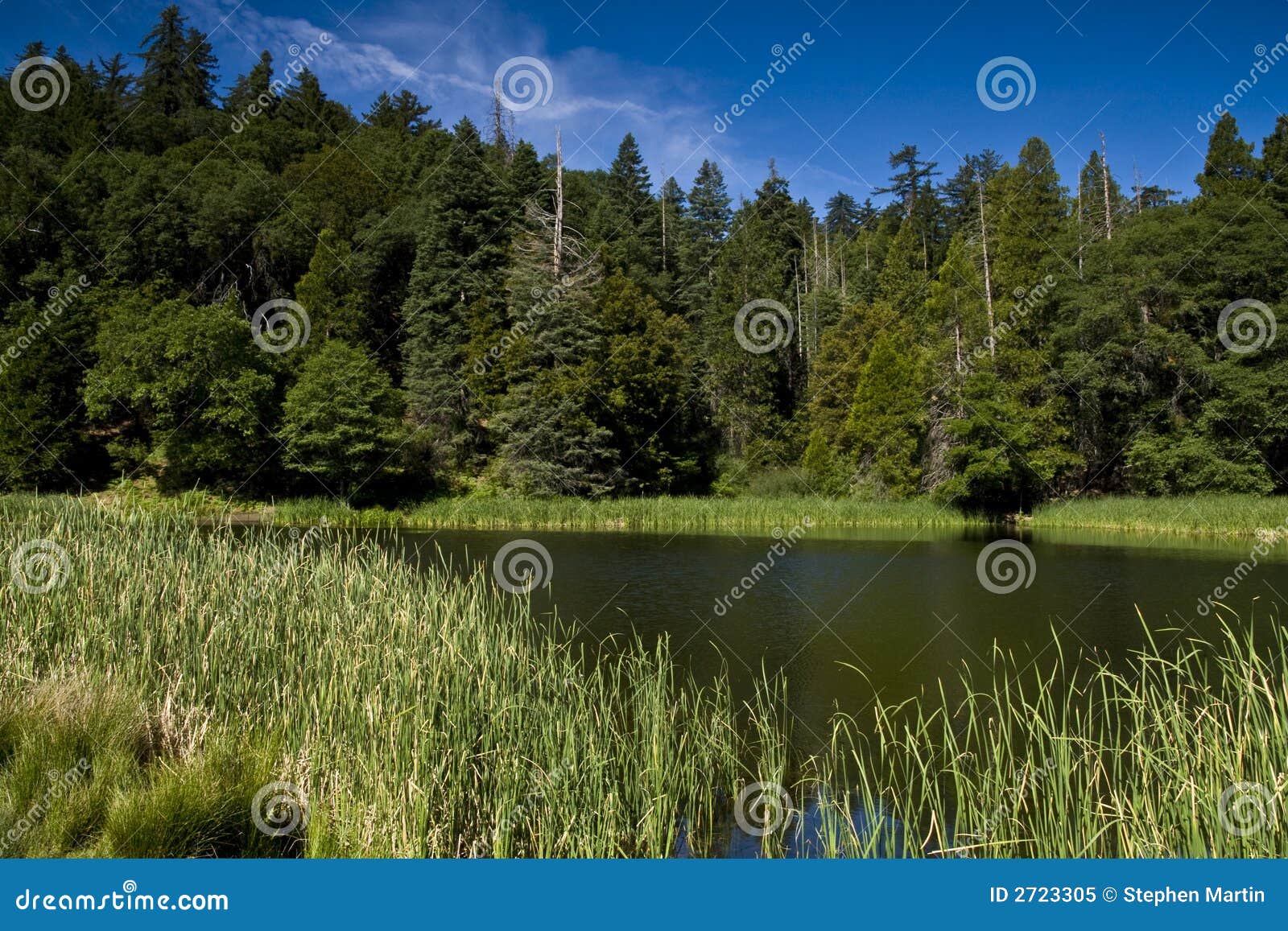 Idyllic Pond II stock image. Image of trees, reflection - 2723305