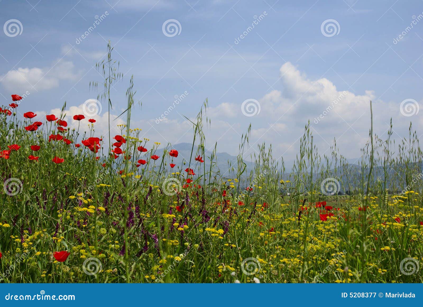Idyllic Rural Scene with Bright Meadow Stock Image - Image of green ...