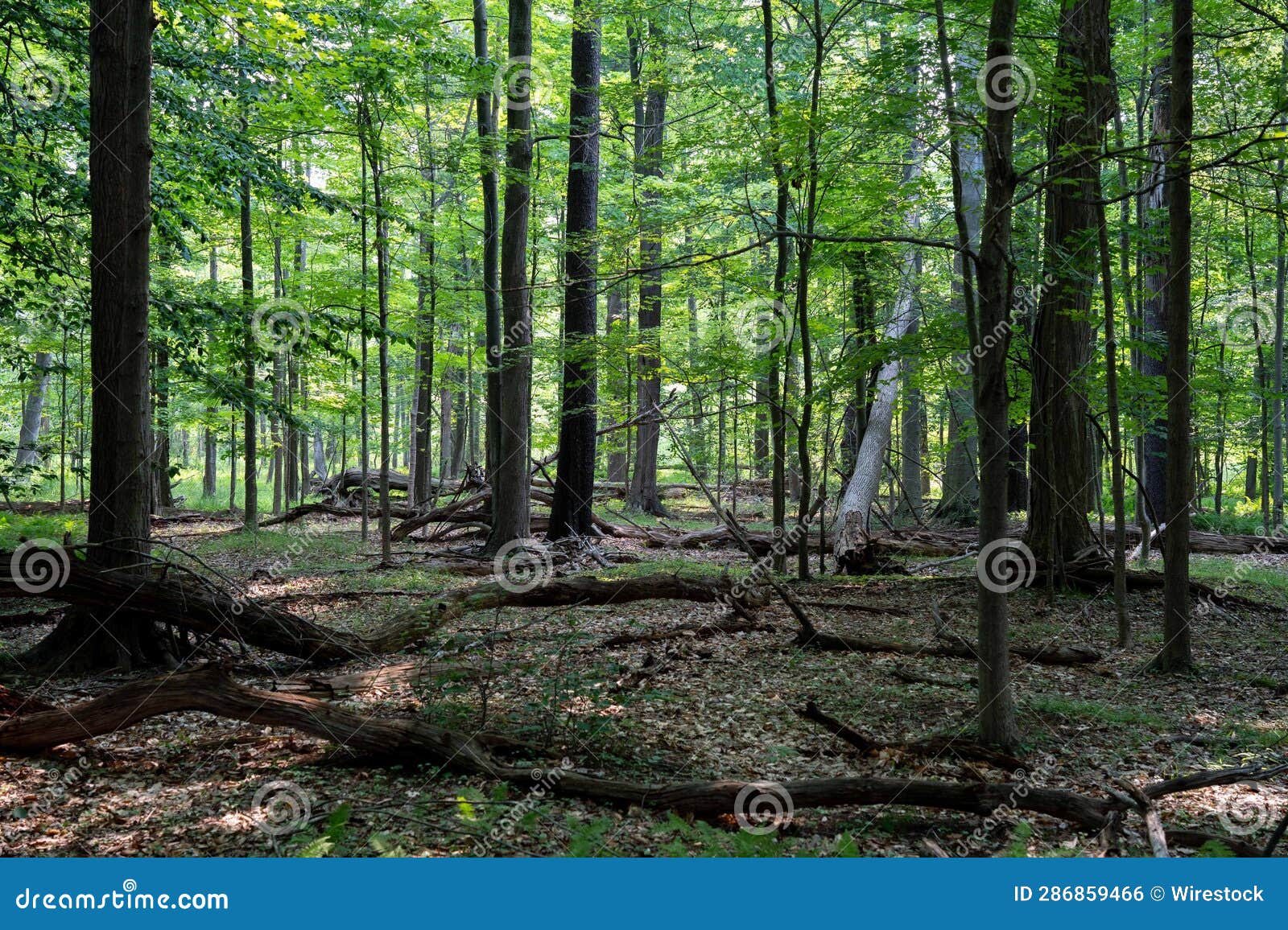 Idyllic Scene of a Forest-covered Landscape Stock Photo - Image of ...