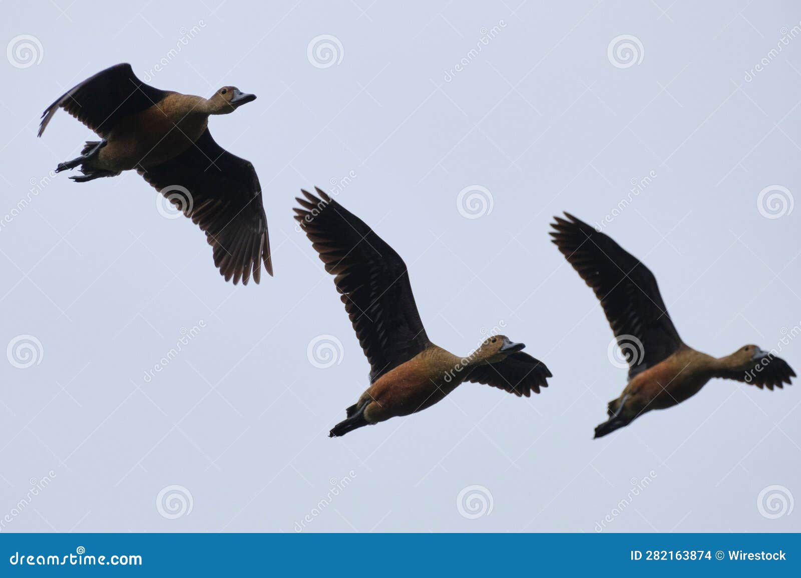 Idyllic Scene of Three Ducks Flying in a Line Stock Photo - Image of ...