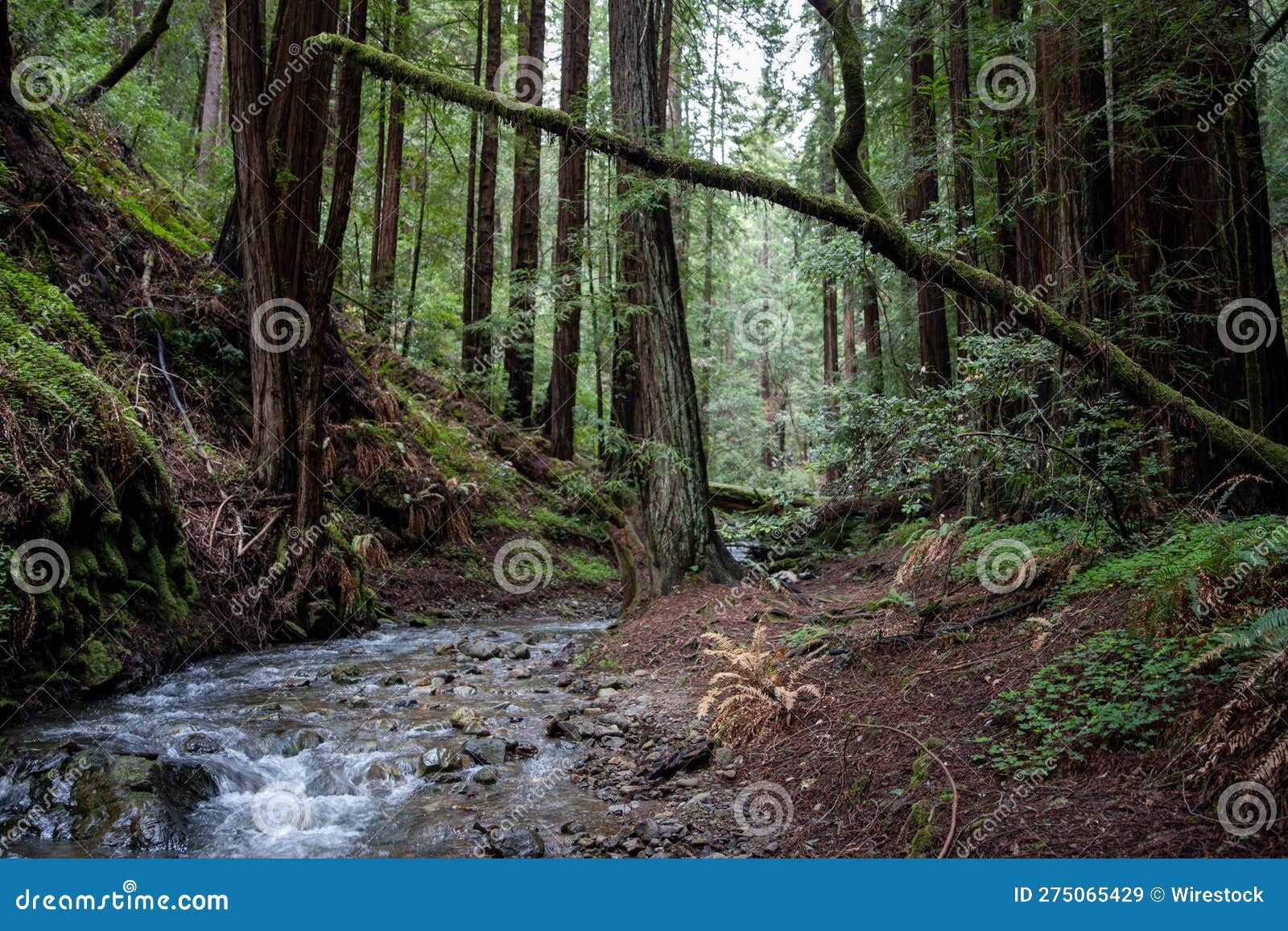 Idyllic Scene of a Tranquil Stream Surrounded by Lush Green Trees in ...