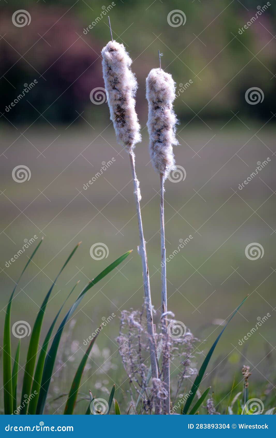 Idyllic Scene of Two Cattails Growing Naturally Side by Side in a ...