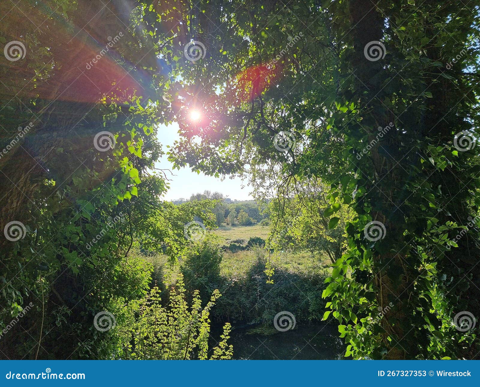 Idyllic View from the Frame of Trees To the Green Field Stock Image ...
