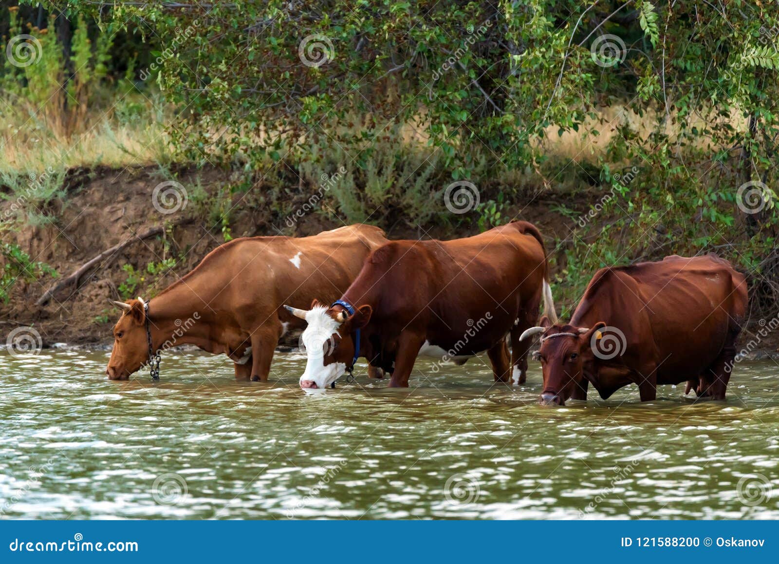Cows Drink Water from River Stock Photo - Image of cattle, heat: 121588200