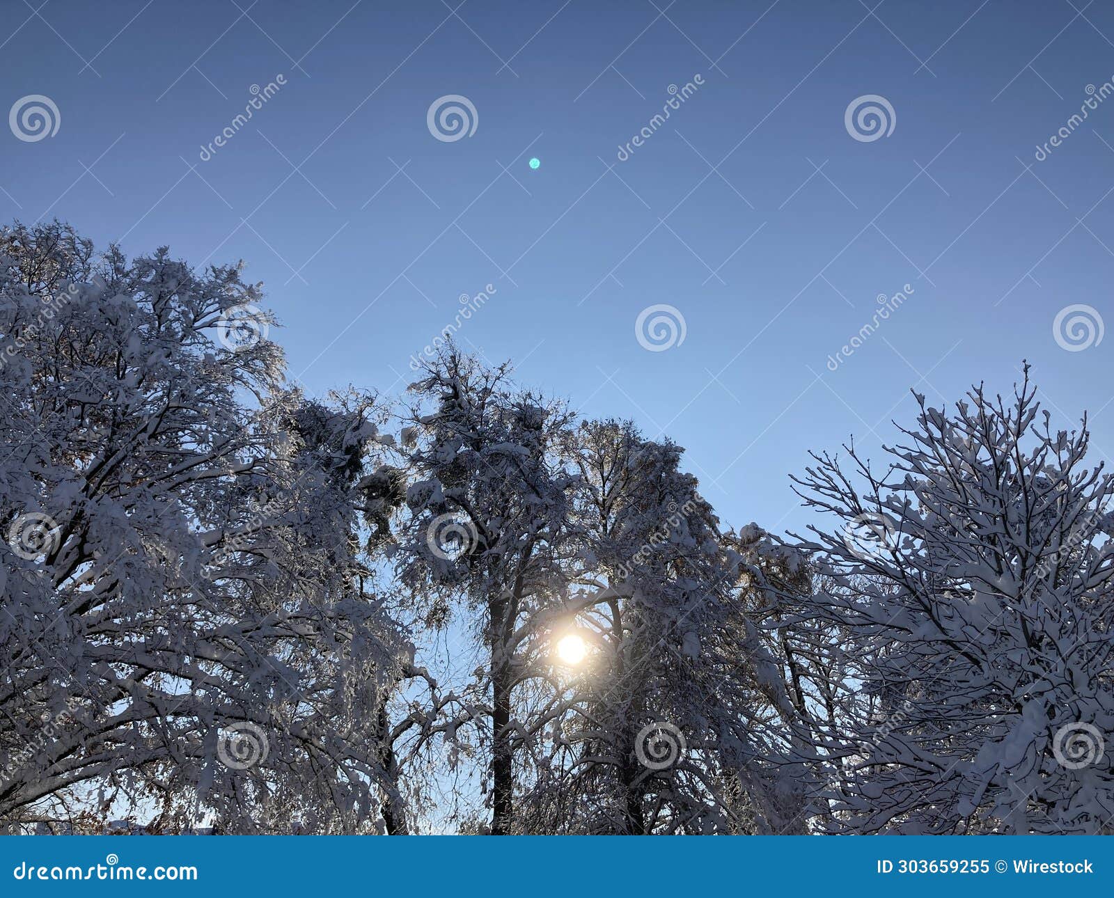 Idyllic Winter Scene with Trees Blanketed in a Layer of Snow in a Park ...