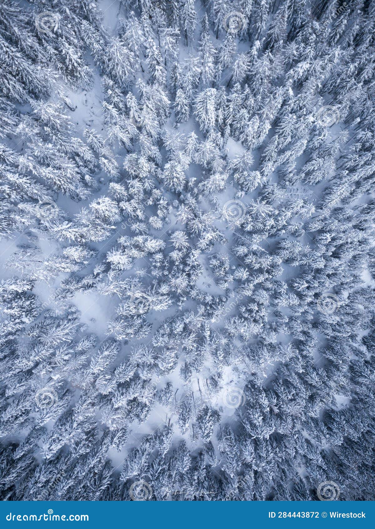 Idyllic Winter Scene of a Wooded Landscape, Featuring a Multitude of ...
