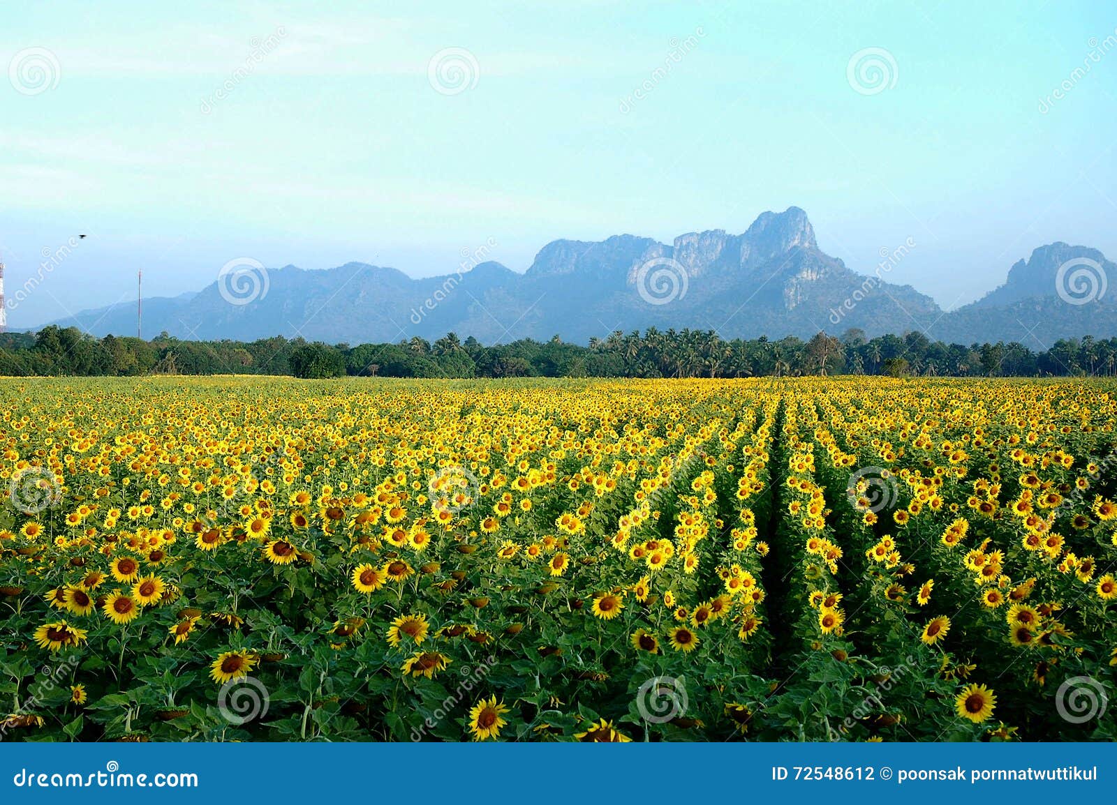 Ield of Blooming Sunflowers Stock Photo - Image of shining, farming ...
