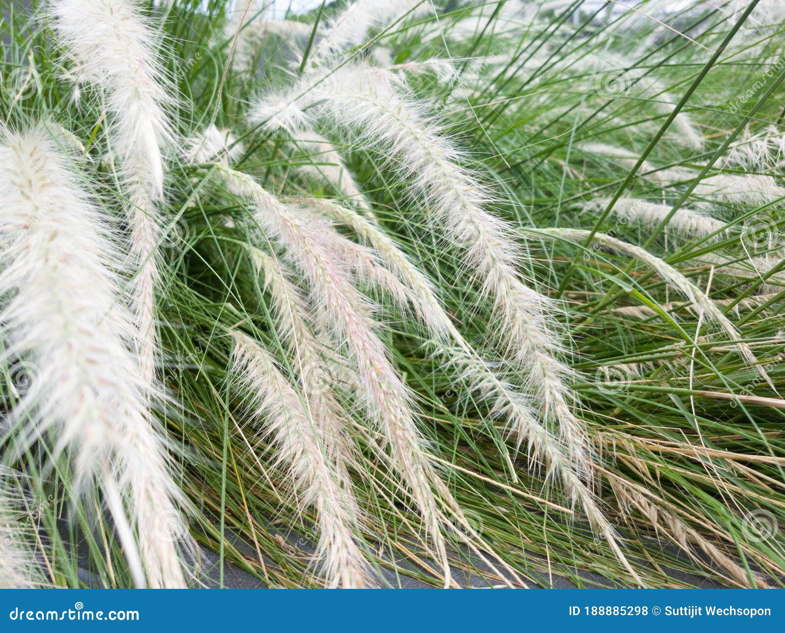 Ield of Flowers, Glass Flowers Stock Photo - Image of wild, leaf: 188885298