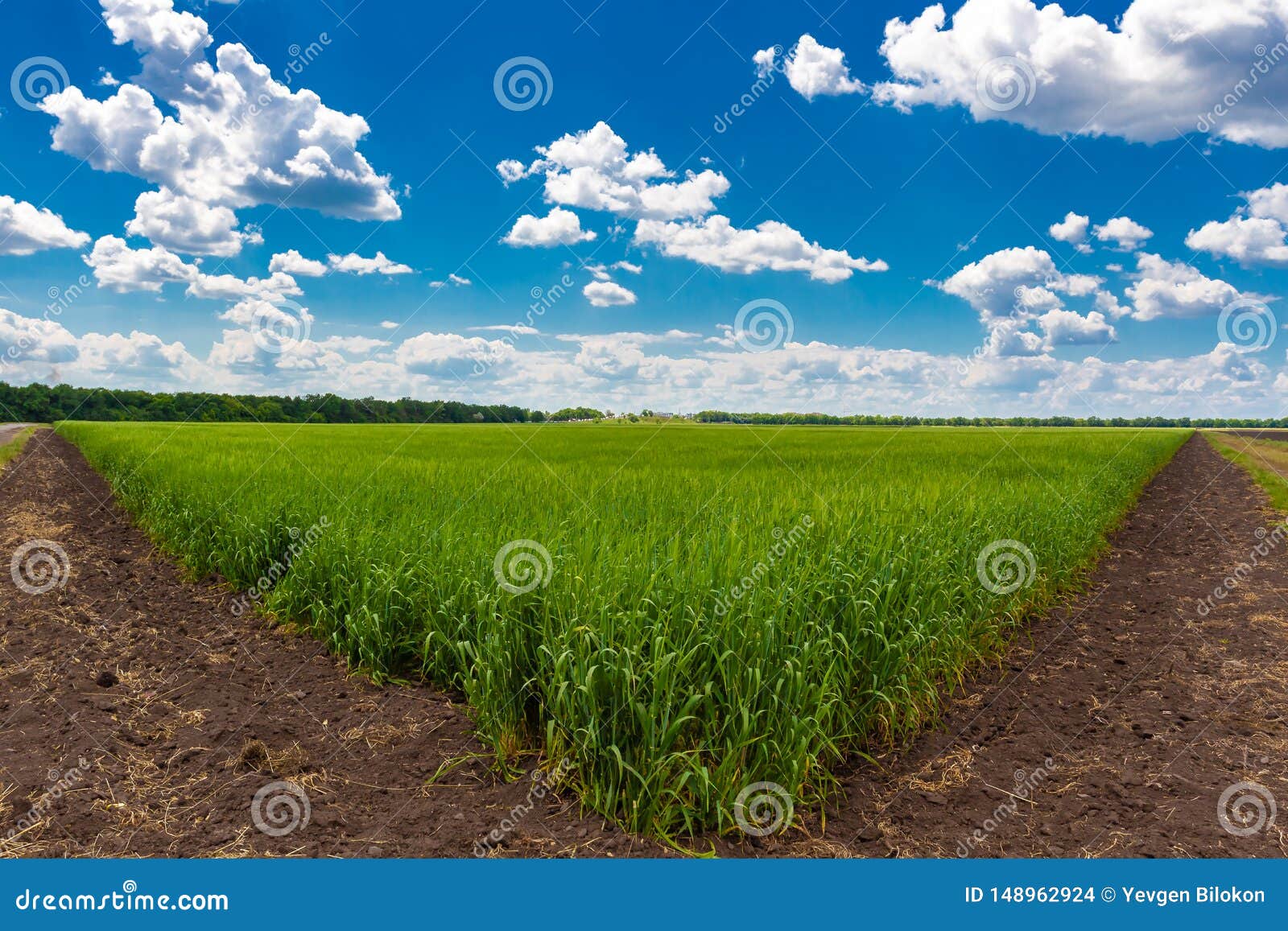 Ield Of Green Wheat Under Blue Sky And White Clouds Stock Photo ...