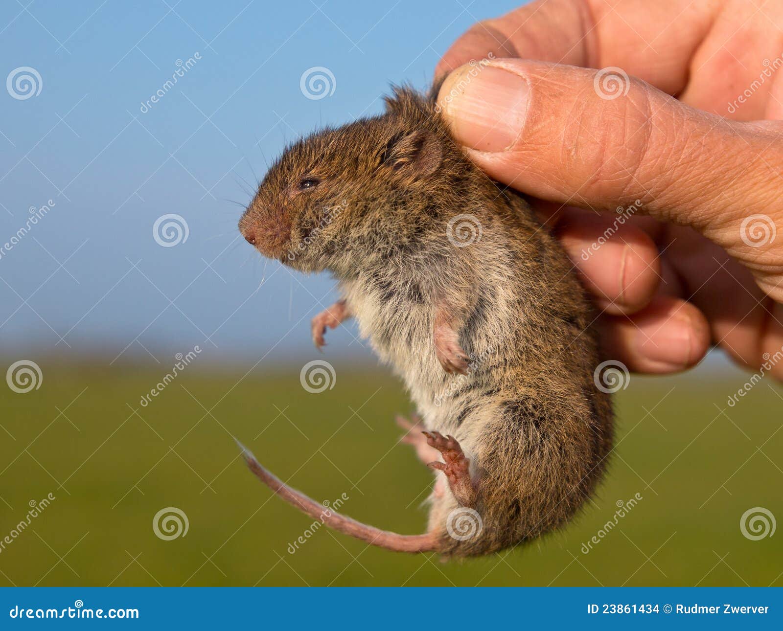 Ield Vole (Microtus Agrestis) Stock Photo - Image of countryside ...