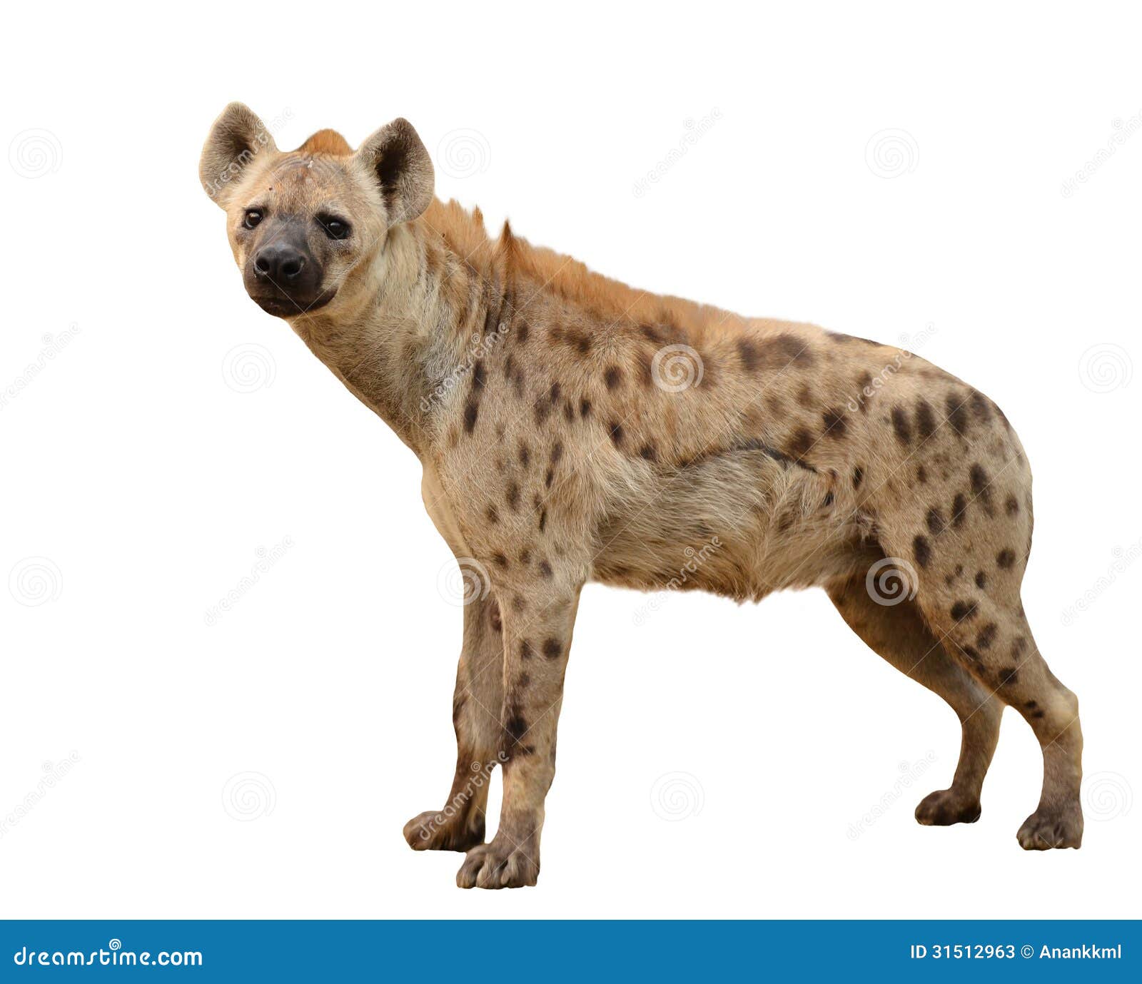 Iena macchiata isolata immagine stock. Immagine di isolato - 31512963