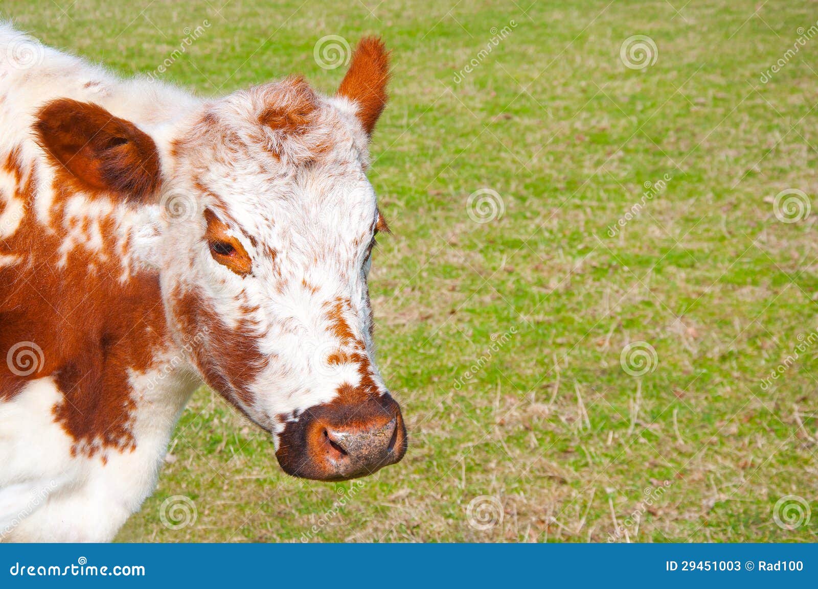 Ierse Koe Moiled stock afbeelding. Image of beeld, begrazing - 29451003