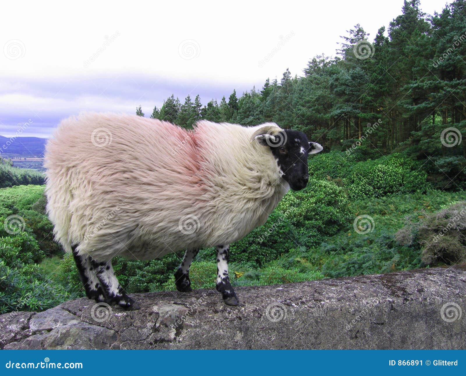 Ierse Zwart-Onder Ogen Gezien Ram Stock Afbeelding - Image of groen ...