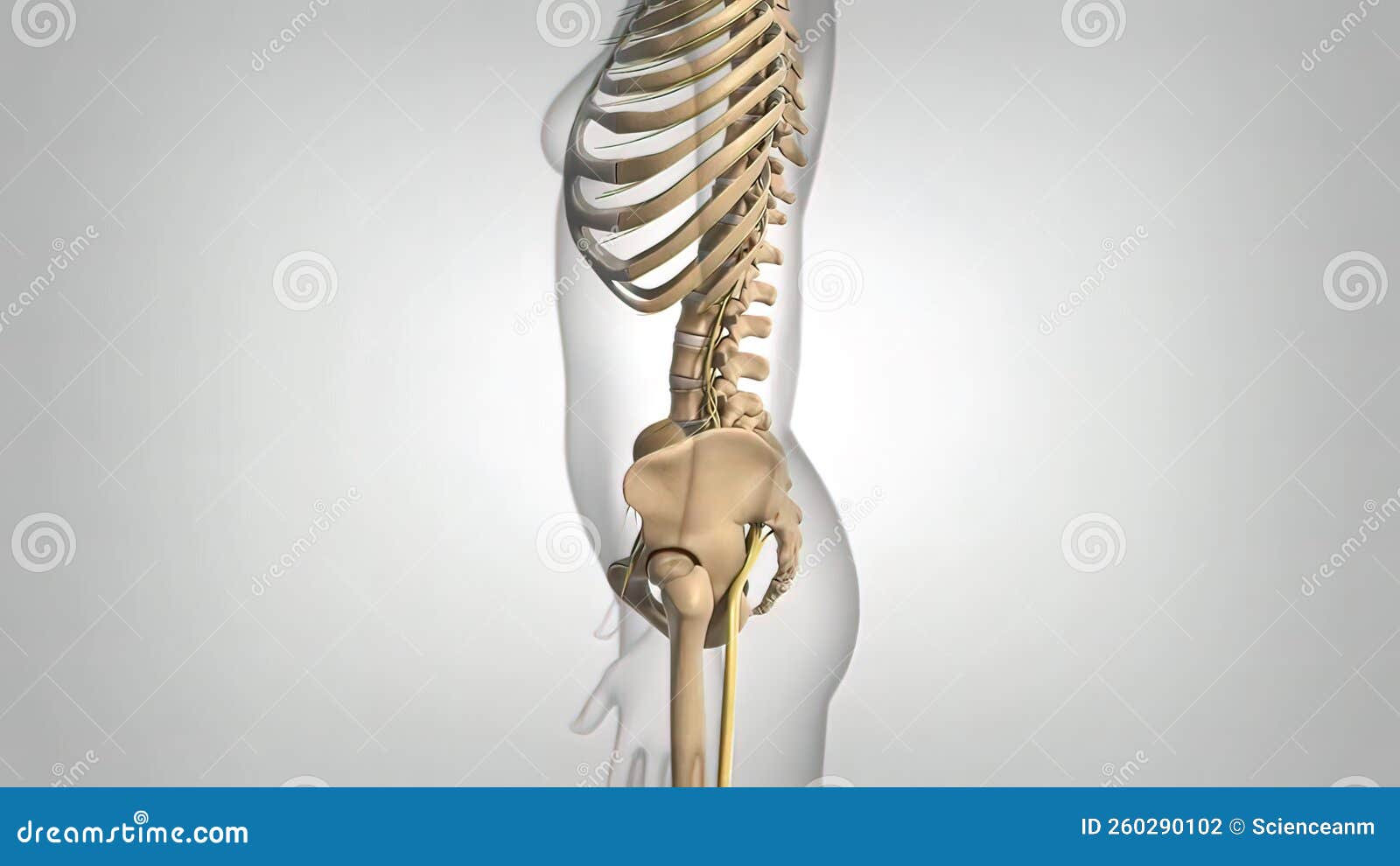 Nerve Root Anatomical Structure Labeled Cross Section Cartoon Vector ...