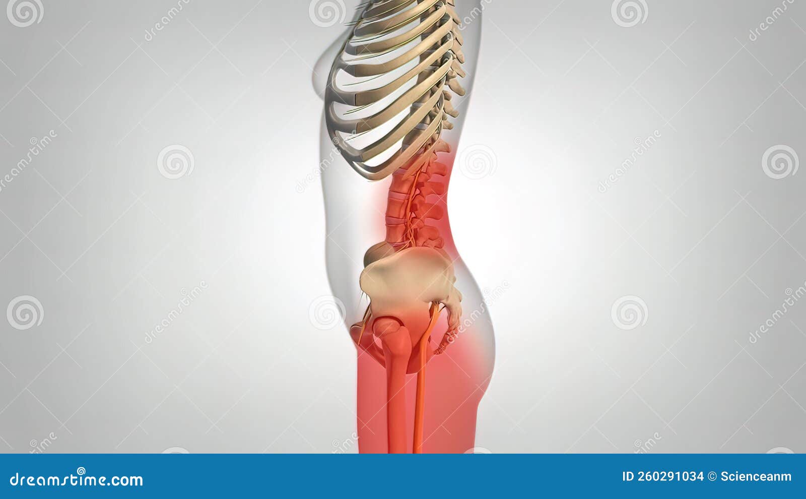If Compression Occurs In The C5 Nerve Root Between The C4 And C5 Vertebrae Weakness Occurs In