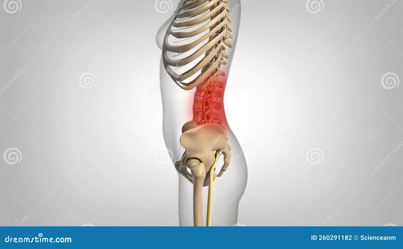 If Compression Occurs in the C5 Nerve Root between the C4 and C5 ...