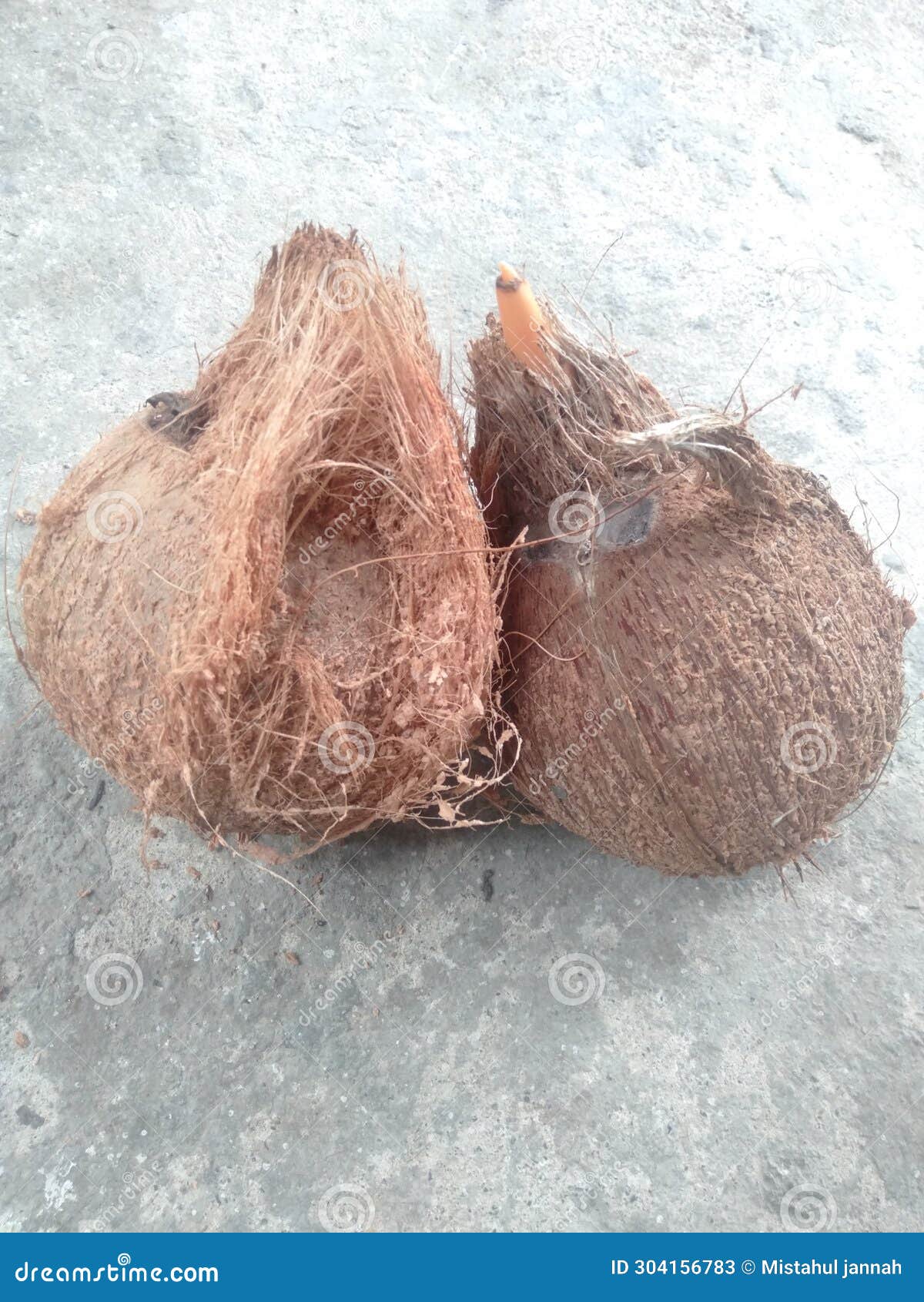If an Old Coconut Has Been Peeled and Has Sprouted, it Can Be Replanted ...